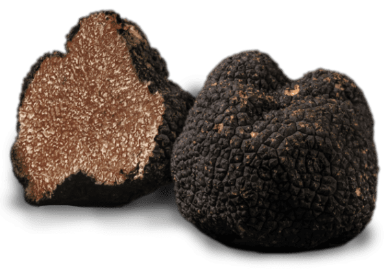 Fresh truffles – Truffles and co.